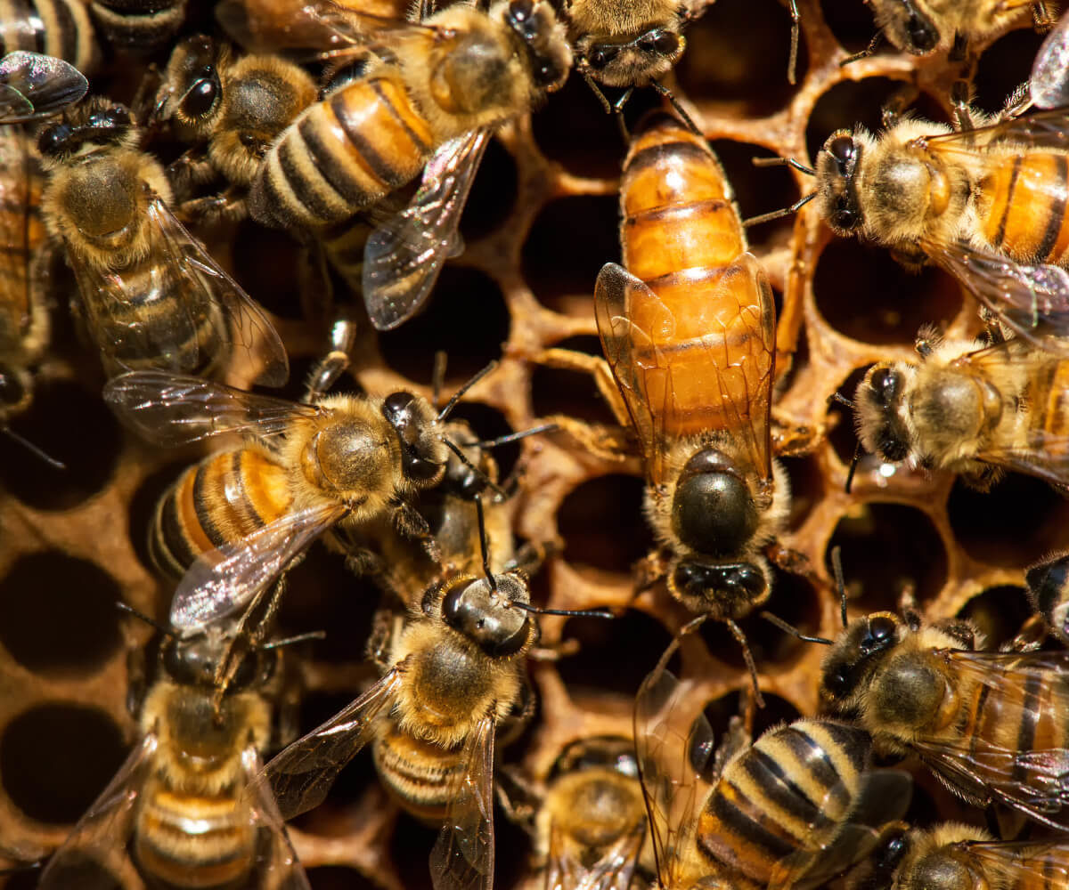 Aberdeenshire Bee Co. - Beekeeping Services and Products